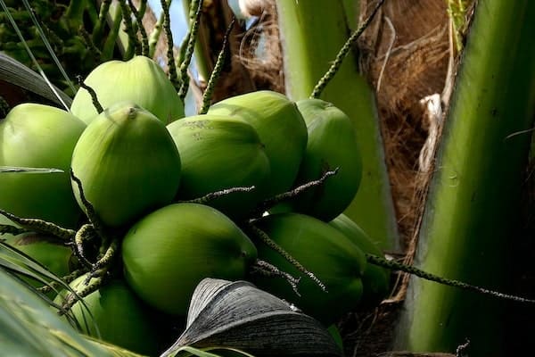 Coconut Farming Methods: From Seedling Planting To Harvesting
